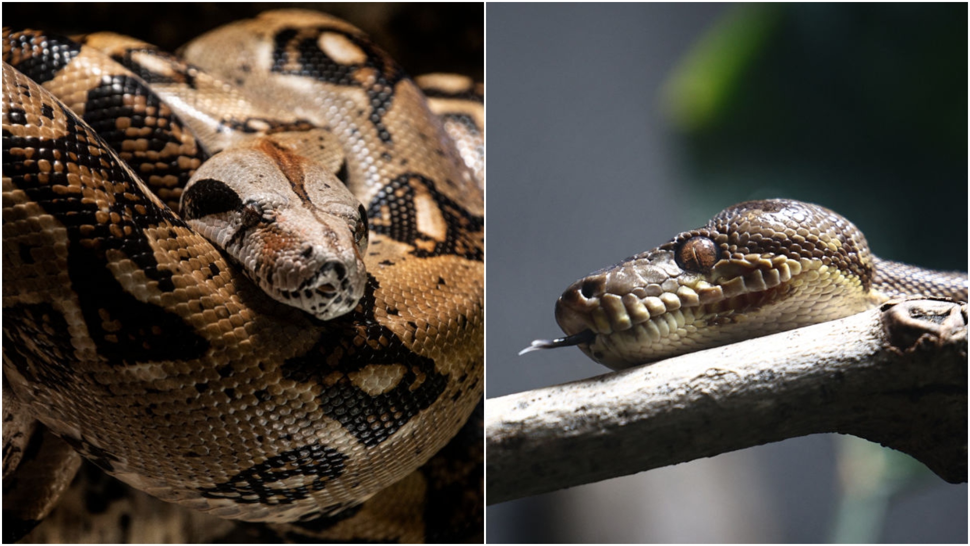 Autorizan caza sin límite de algunas serpientes en Puerto Rico: 5 ...