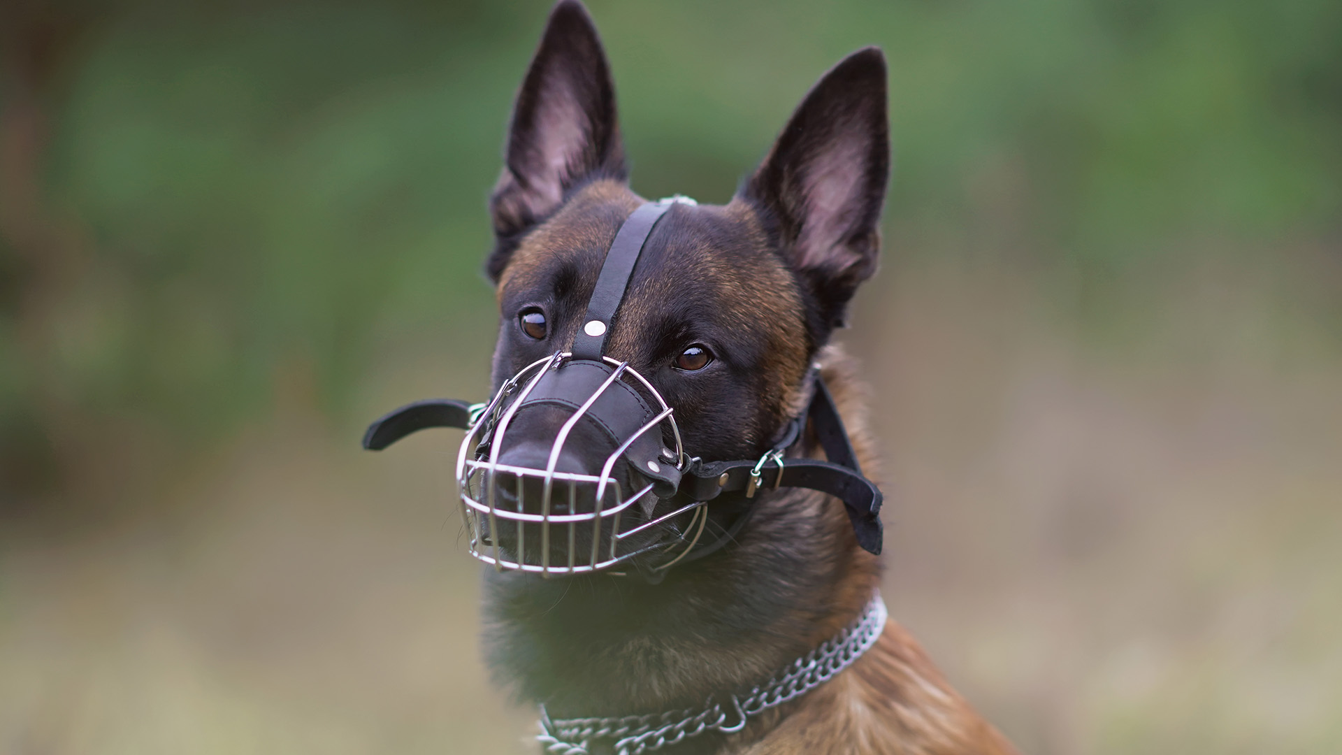 Sanciones si un perro ataca o muerde a otra mascota o persona en Los ...
