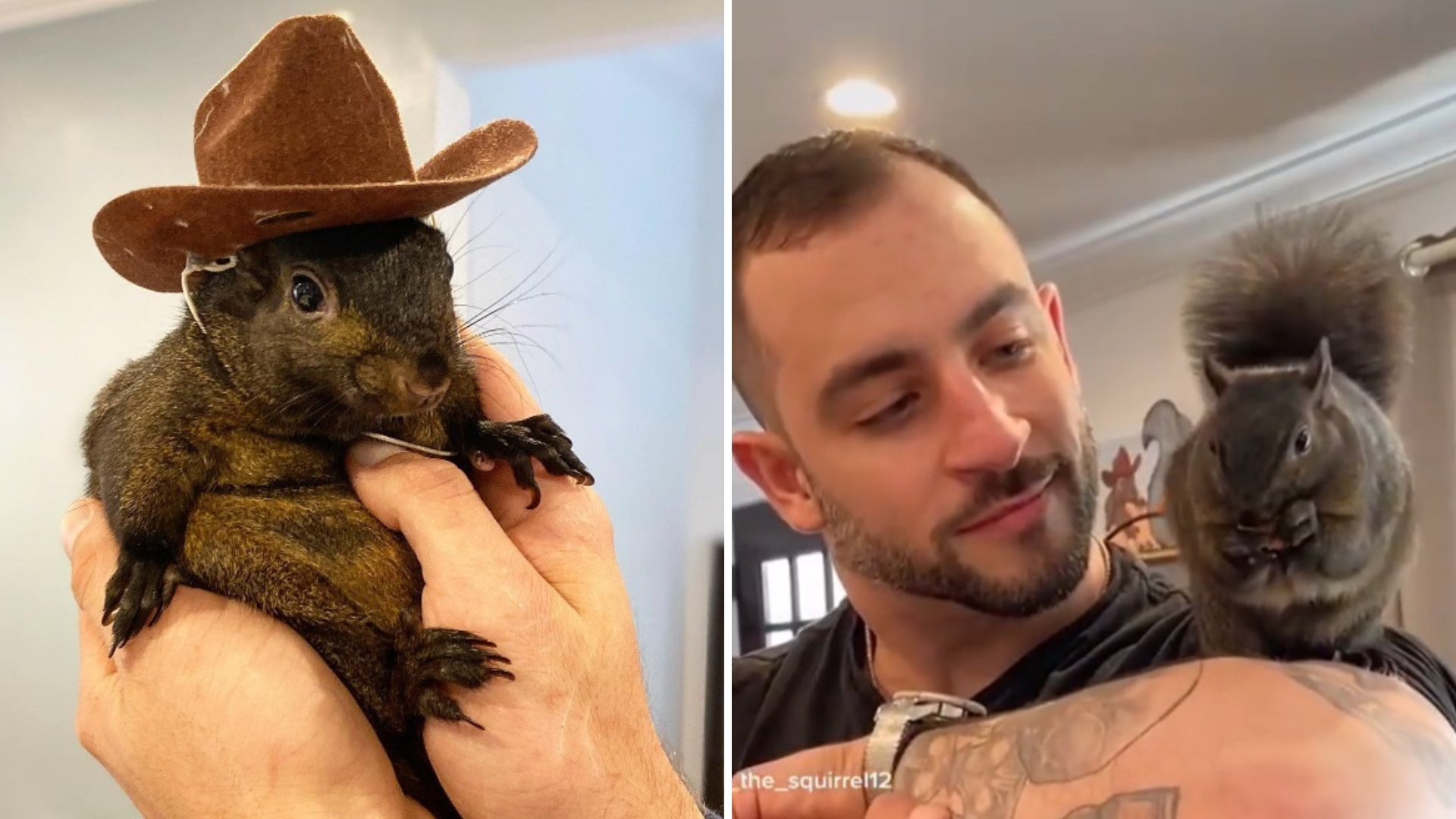 Revelan detalles sobre la incautación y sacrificio de Peanut, la ardilla viral de Nueva York ...