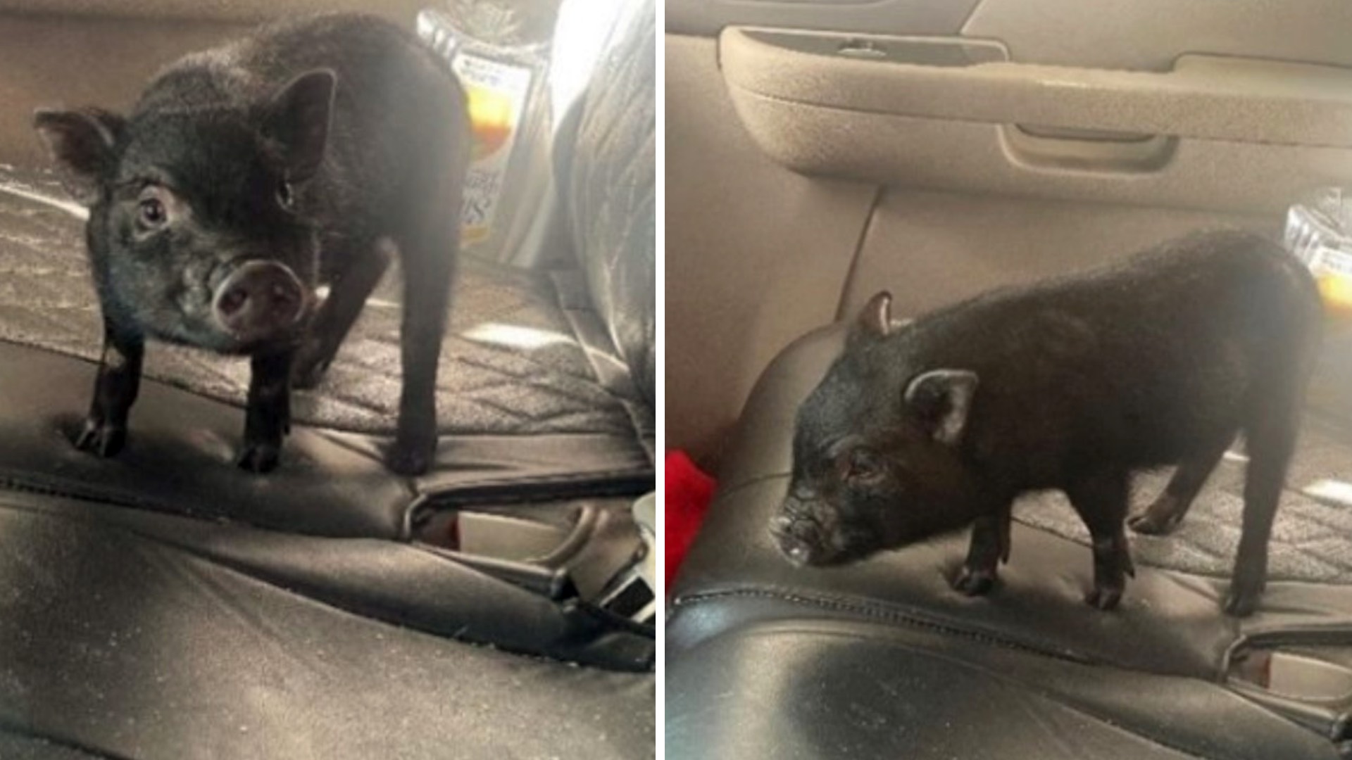 Los marranos no cruzan la frontera de Arizona como mascotas, ni tampoco ...