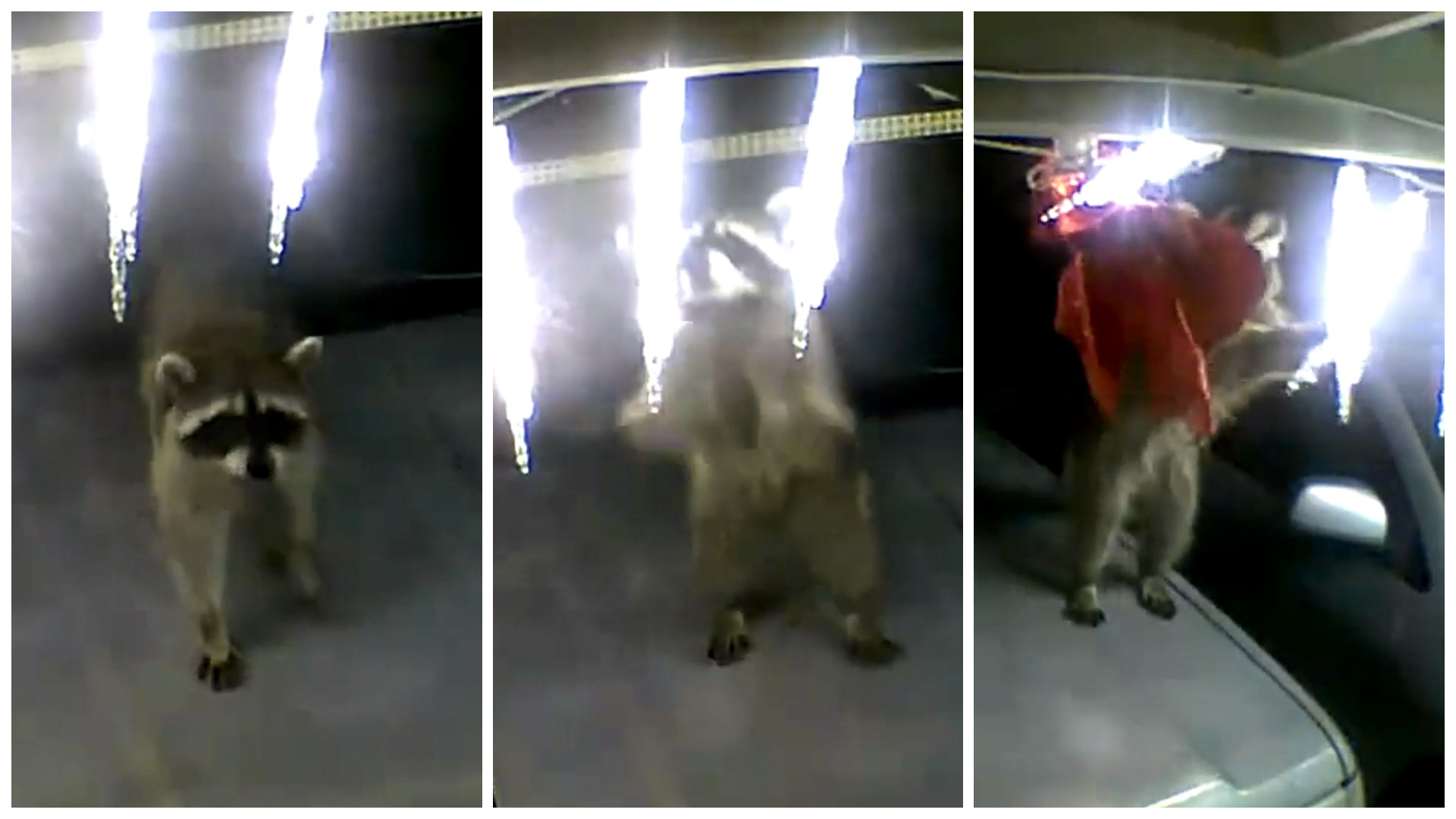 Video capta a mapache que parecer revisar las luces de una casa en ...