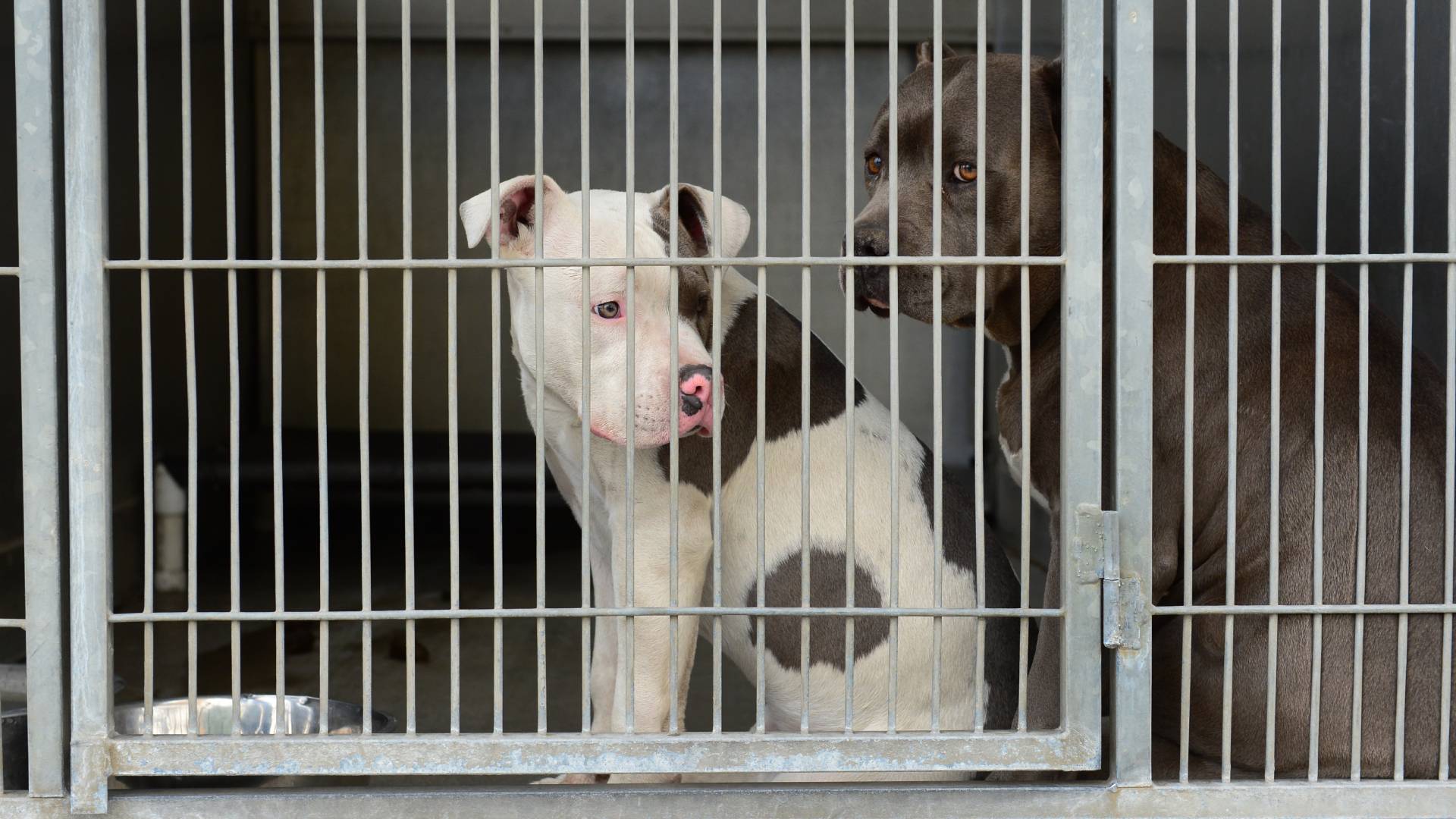 Rescatan a 100 perros pitbull que eran torturados y usados para peleas ...