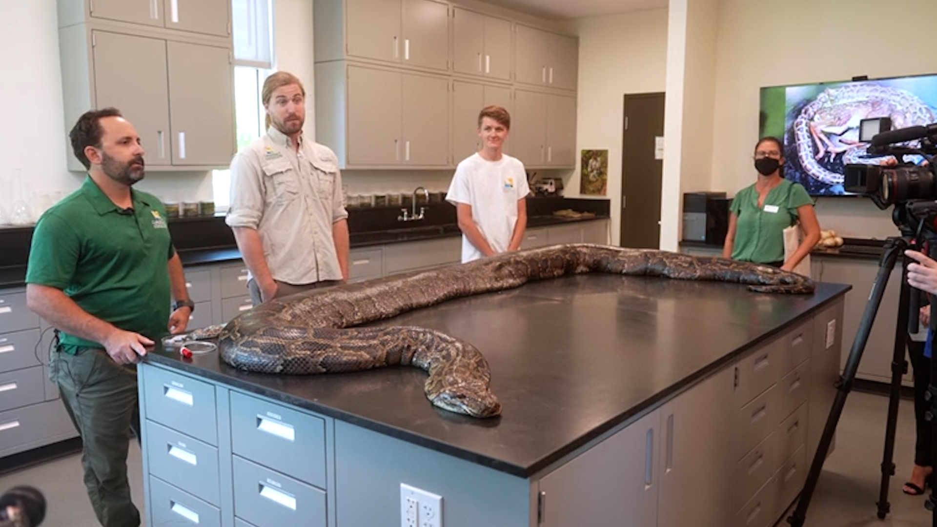 Atrapan a pitón birmana en Florida; mide 18 pies de largo y pesa 215 ...