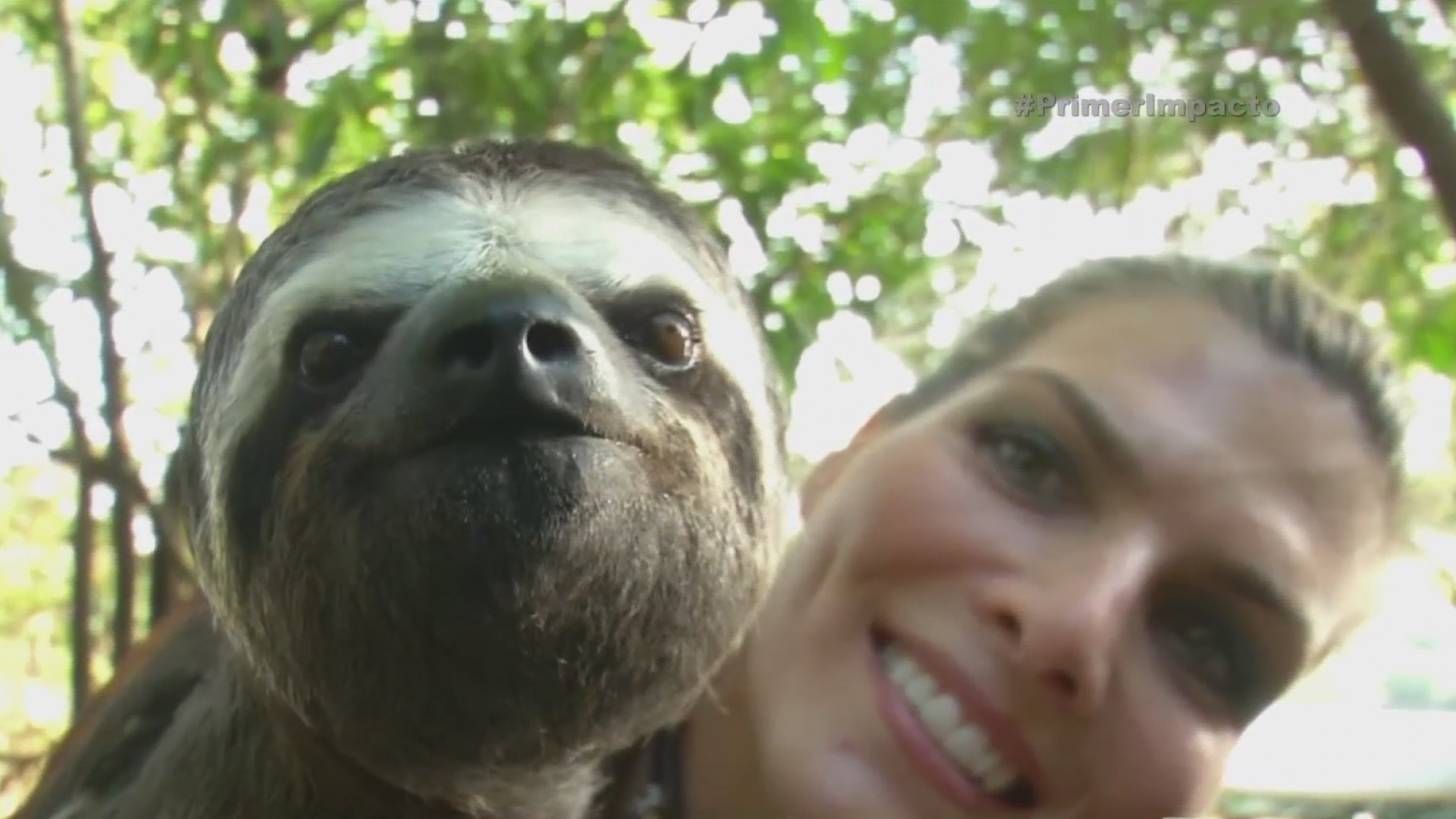 Monserrat Oliver cruza el Rio Amazonas para encontrar al animal más ...