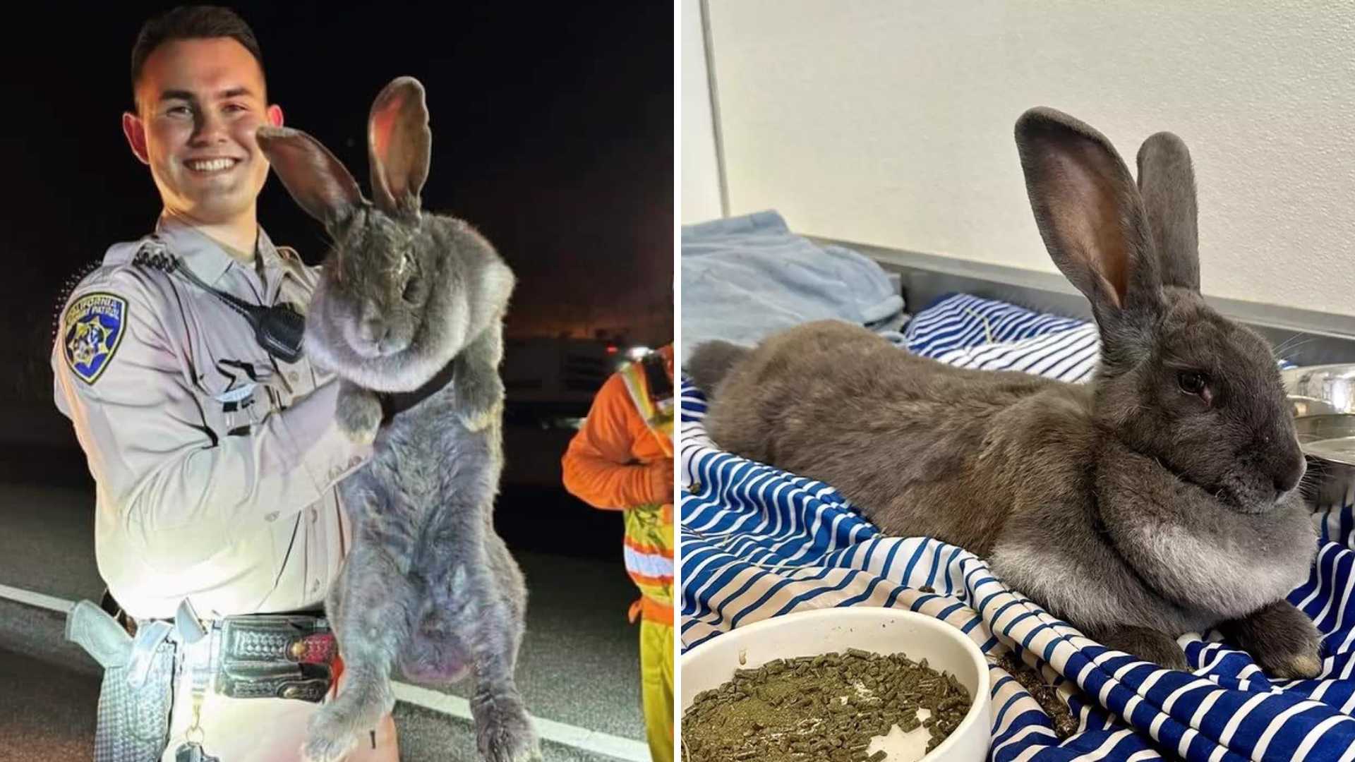 Rescate de conejo gigante en autopista 17, en Santa Cruz, California ...