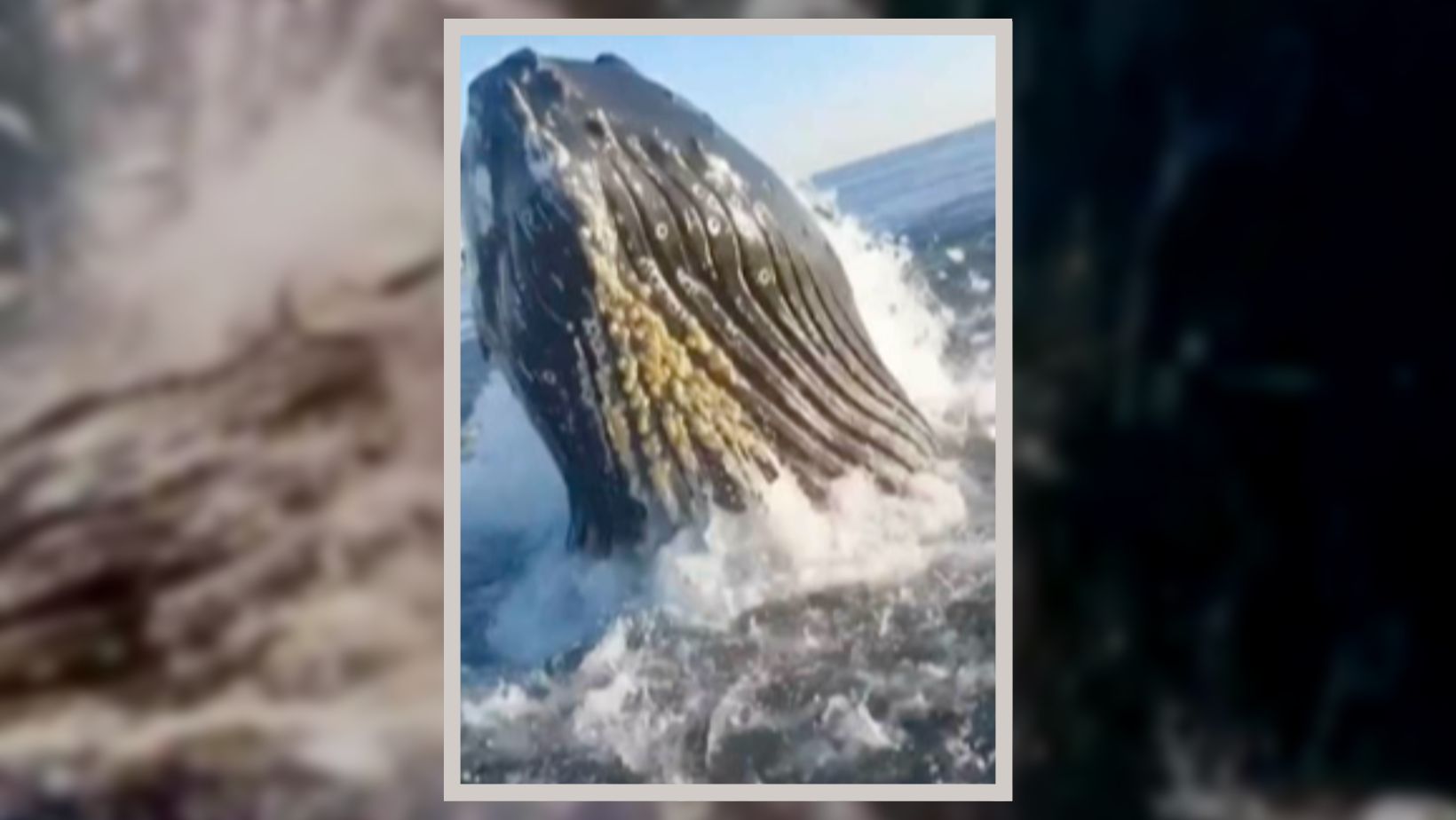 Ballena jorobada sorprende a Doug y Zach Piller de Bensalem, pescando y ...