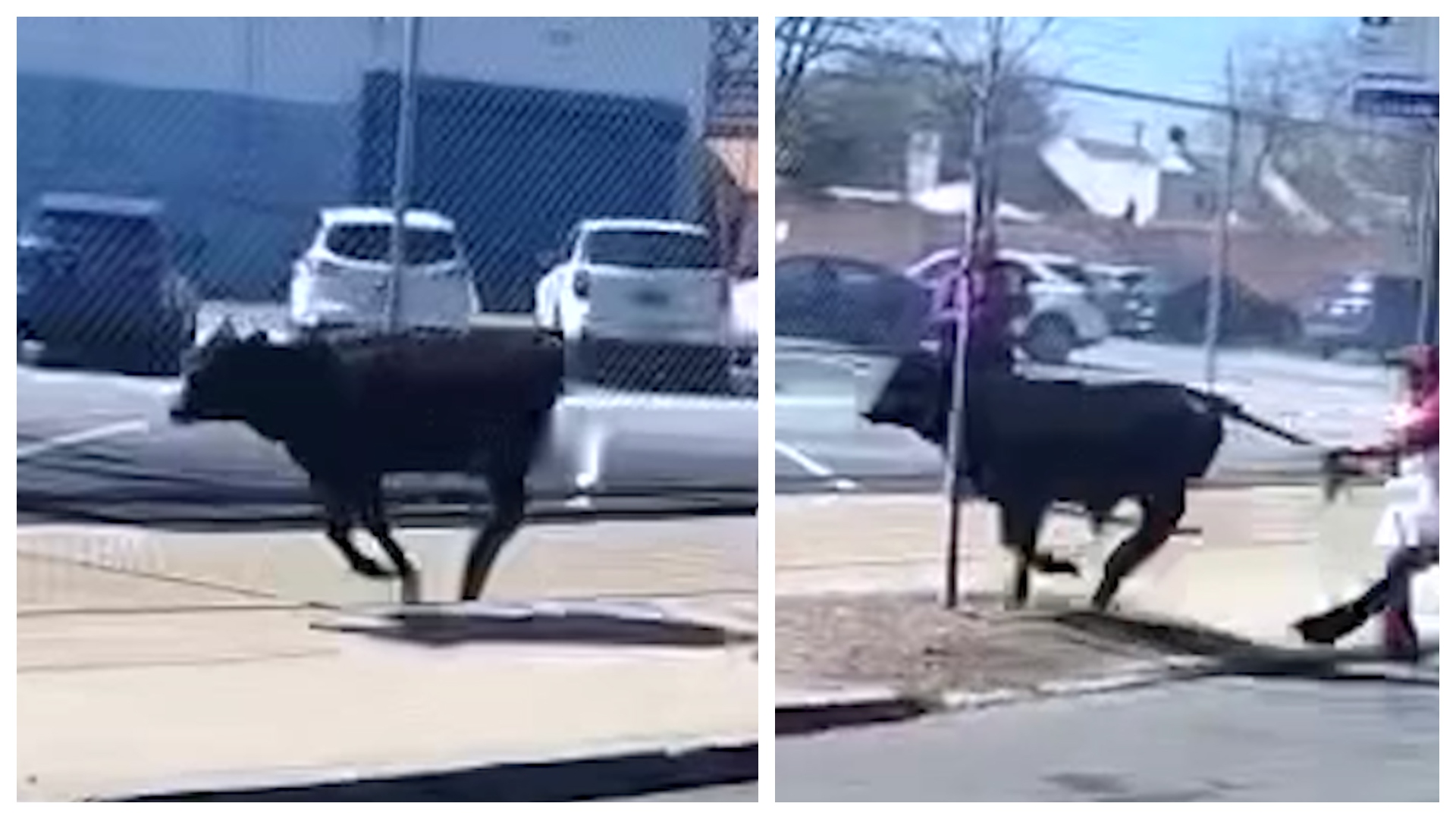 Una vaca se escapa del matadero en Brooklyn | Univision 41 Nueva York ...