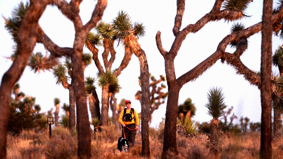 Un hombre que desapareció por cinco días en Joshua Tree sobrevivió ...