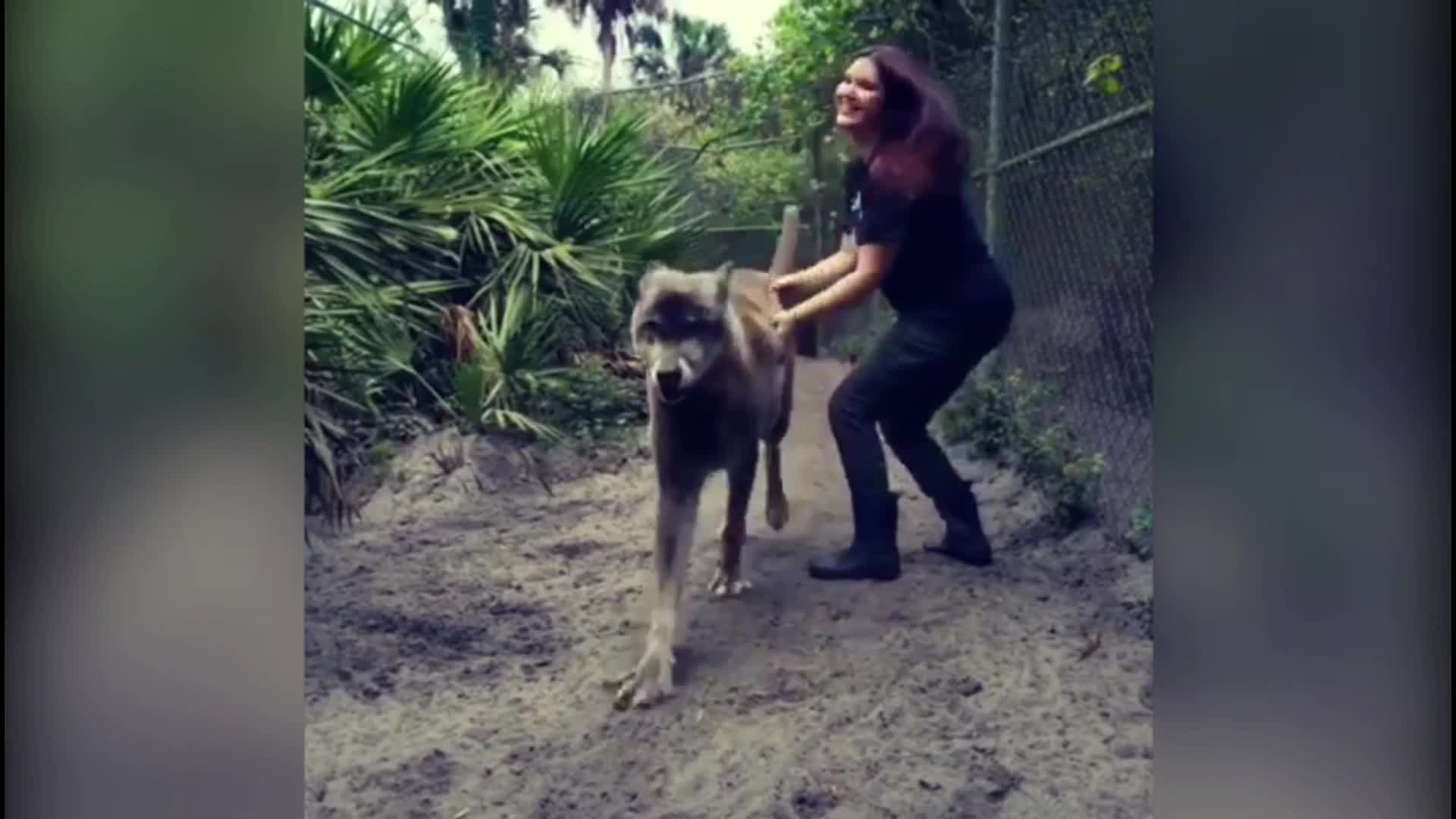 ‘Yuki’ el inmenso perro lobo de Florida padece una enfermedad terminal ...