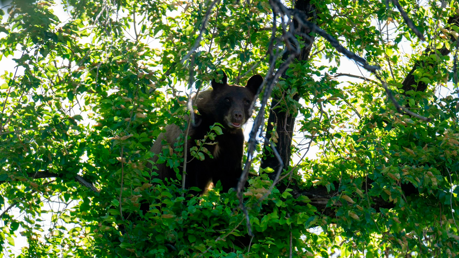 Capturan a oso que se escondía en área urbana de Salt Lake City | Fotos ...