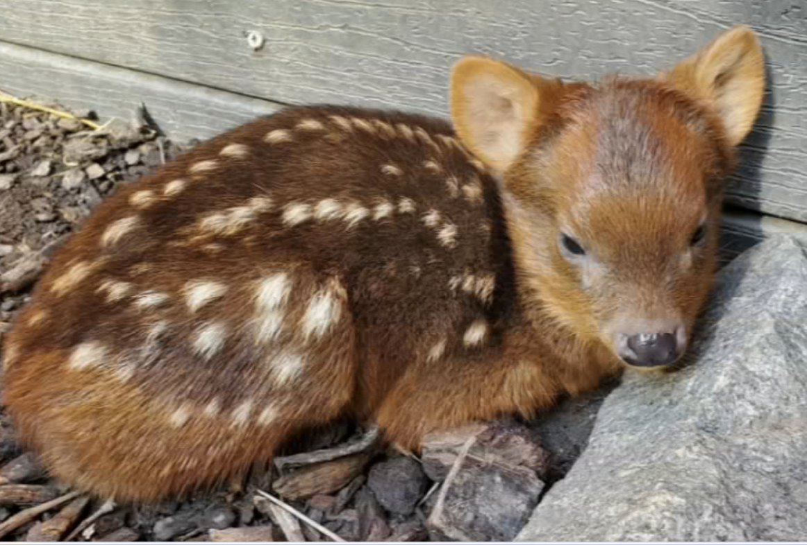 Adorable cachorro de pudú, una especie de ciervo, nace en Brandywine ...