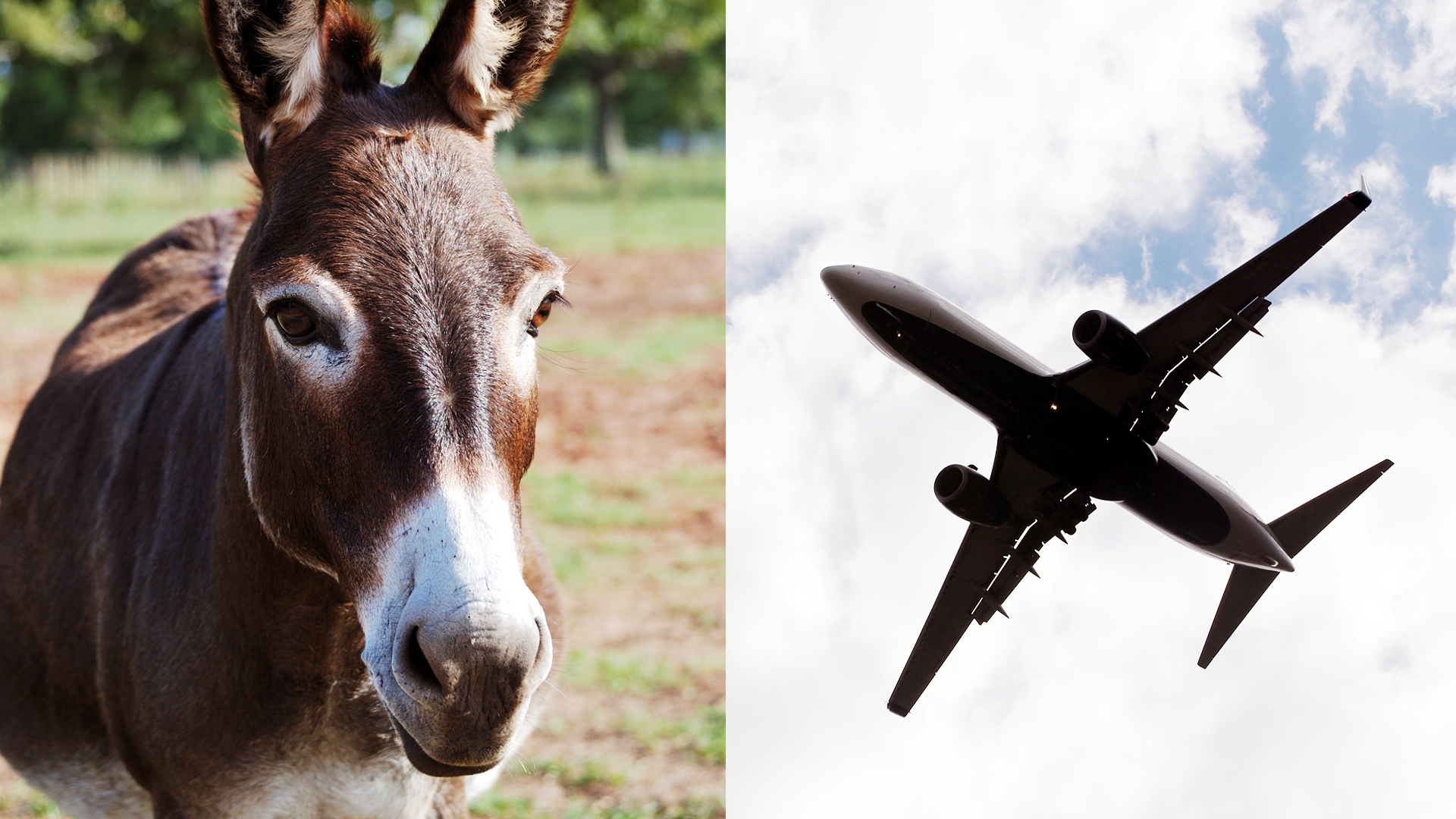 ¿Sabías que montar un burro es más peligroso que volar en avión ...