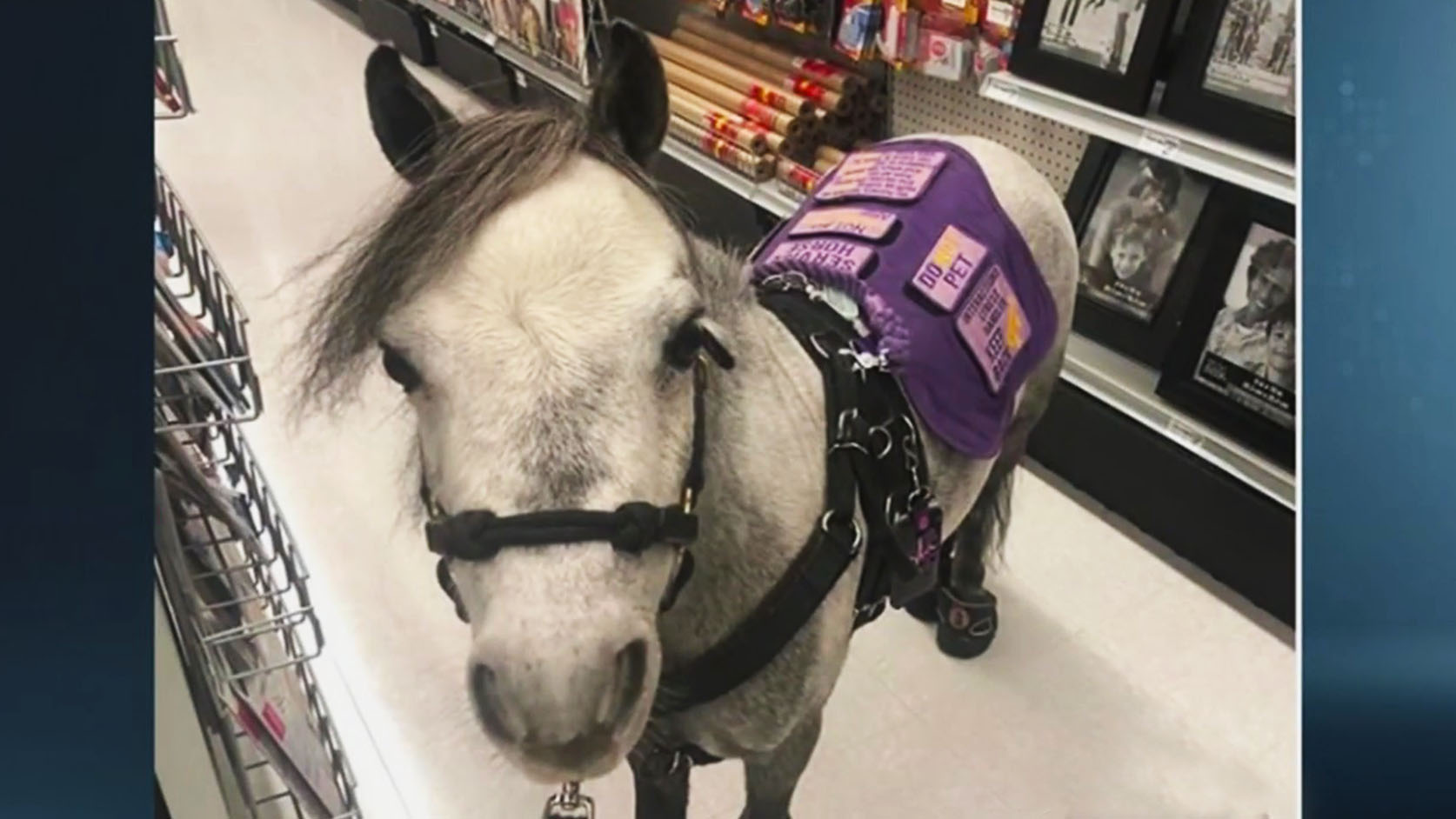 Miniature service pony travels with its owner on a commercial flight ...