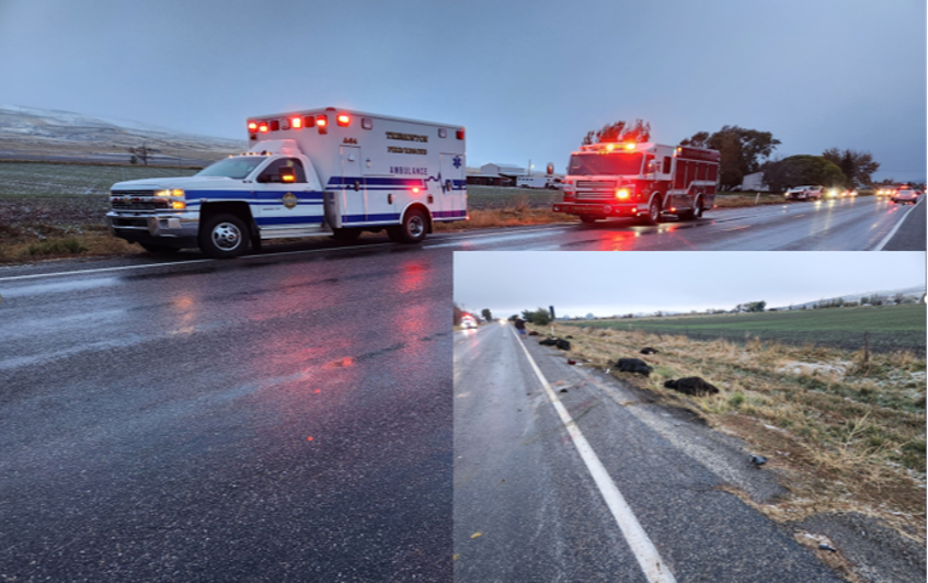Vacas son atropelladas cuando deambulaban por carretera del condado de ...