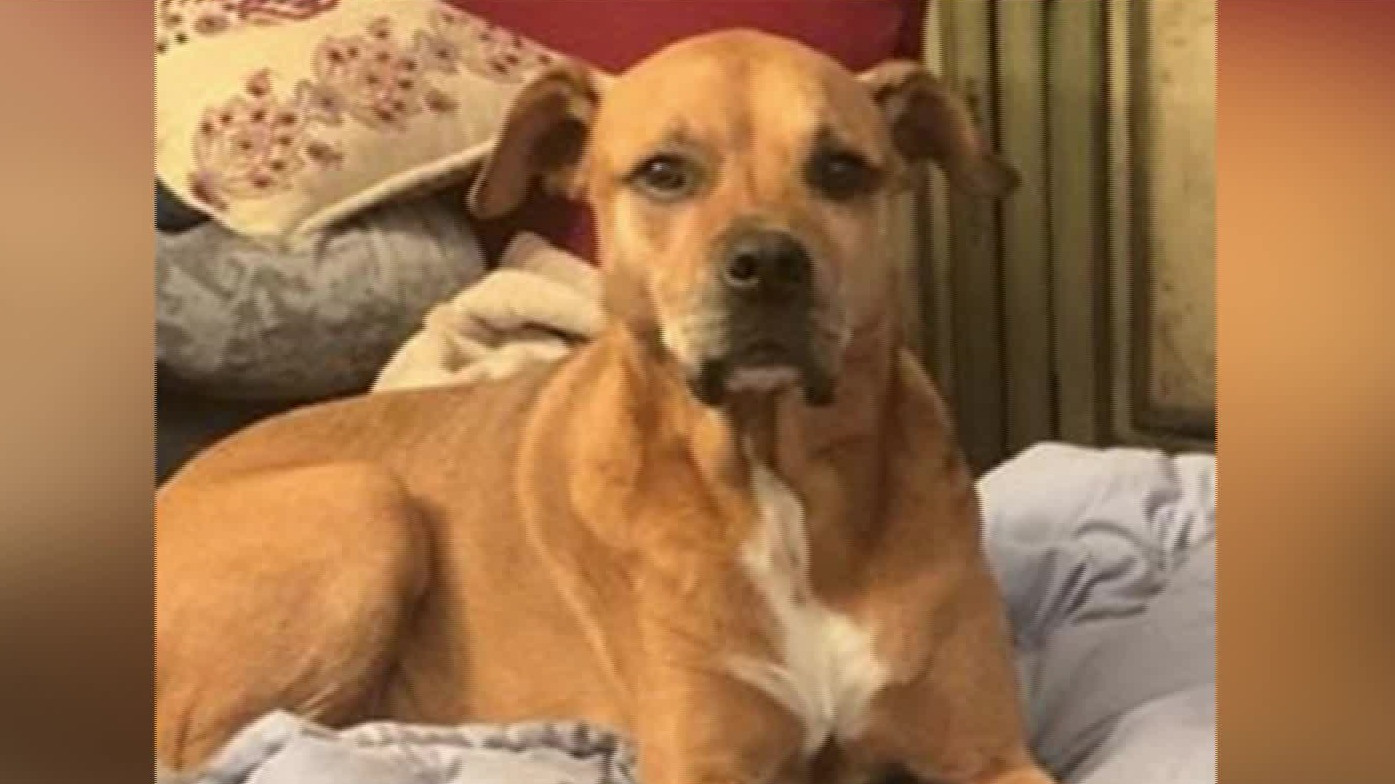 Golpean a una mujer en North Hollywood hasta robarle a Drake, su perro ...