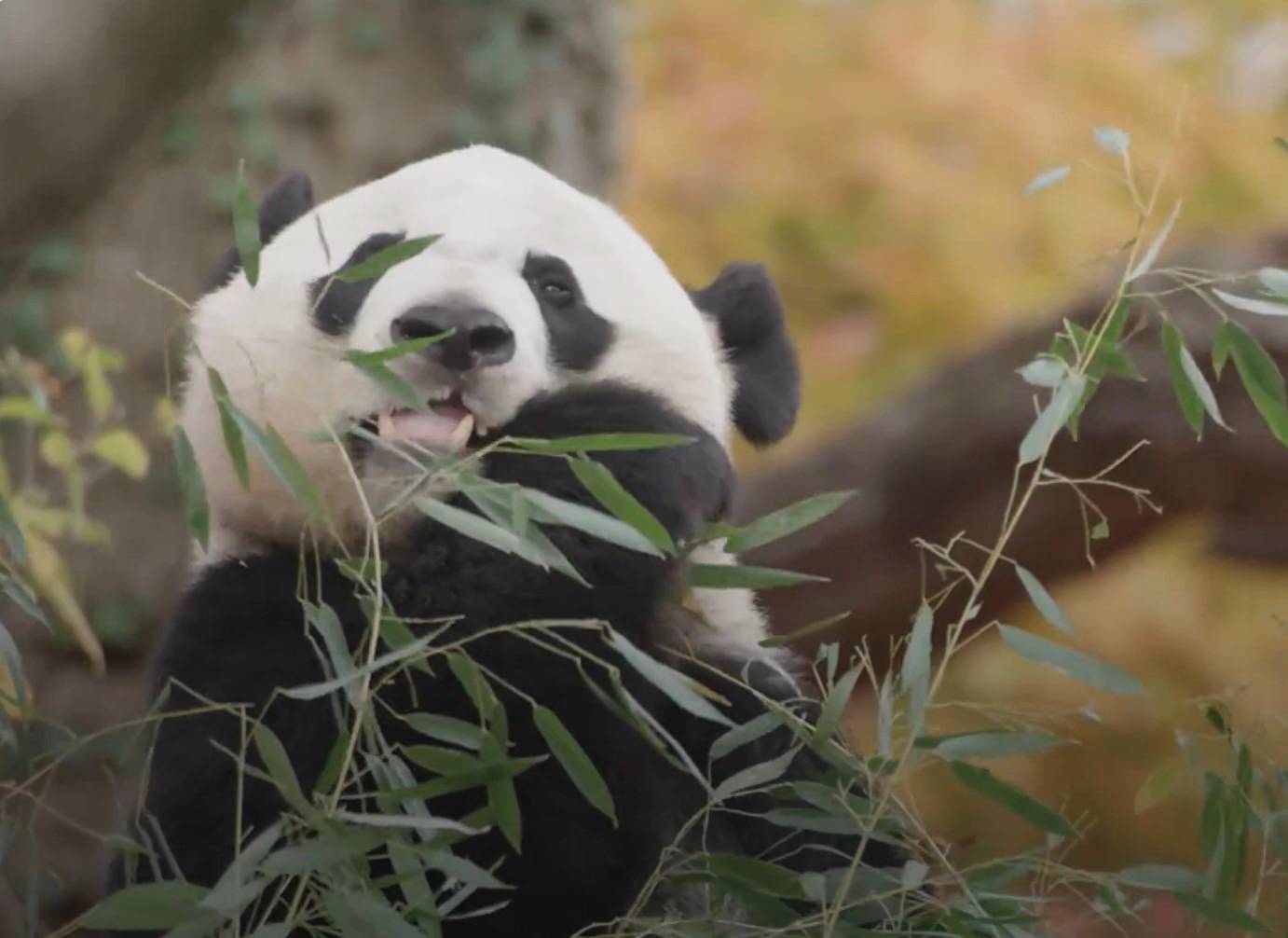 Bao Li y Qing Bao vienen a DC: pandas gigantes regresan al Zoológico ...