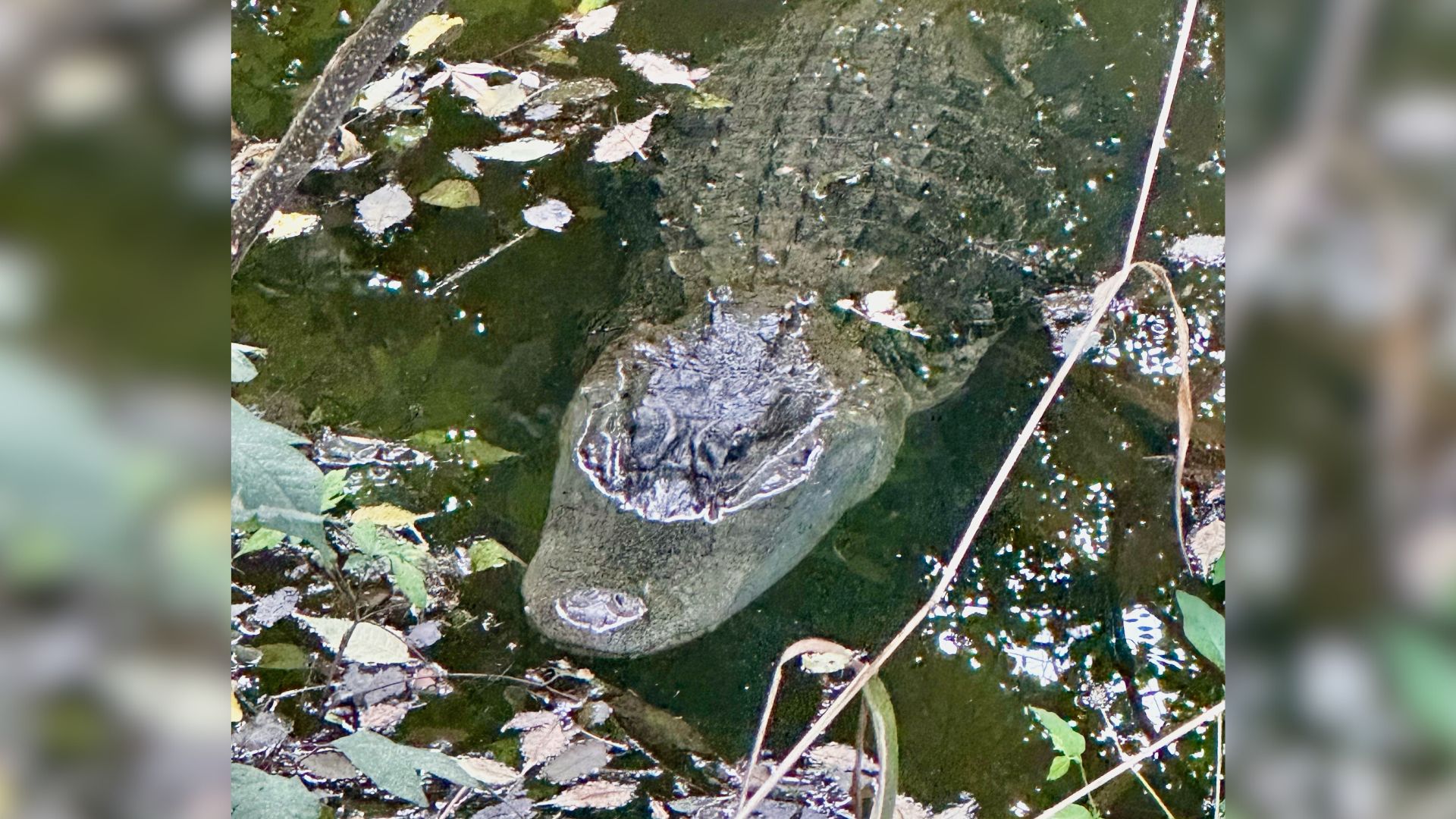 Video de un cocodrilo o caimán en un arroyo en Coppell, Texas | Video ...