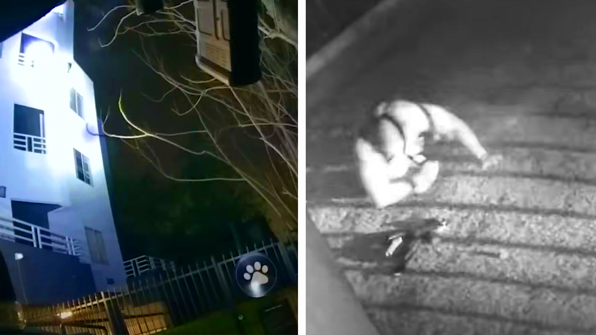 Muerte de Zeff Rocco en Los Ángeles: Video capta cuando el sospechoso ...