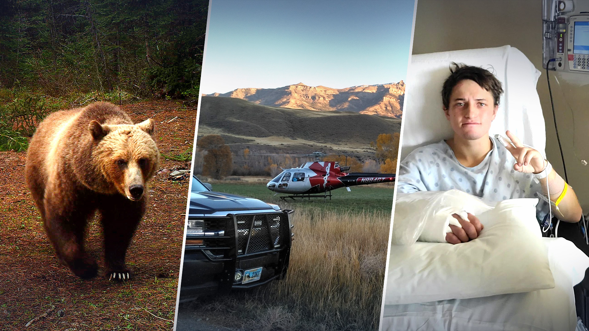 Feroz oso grizzly ataca a Brady Lowry de Utah y Kendell Cummings en ...