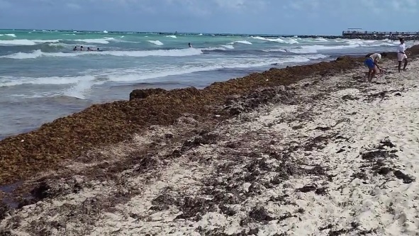 De dónde viene el sargazo en las playas del sur de Florida y por qué se ...