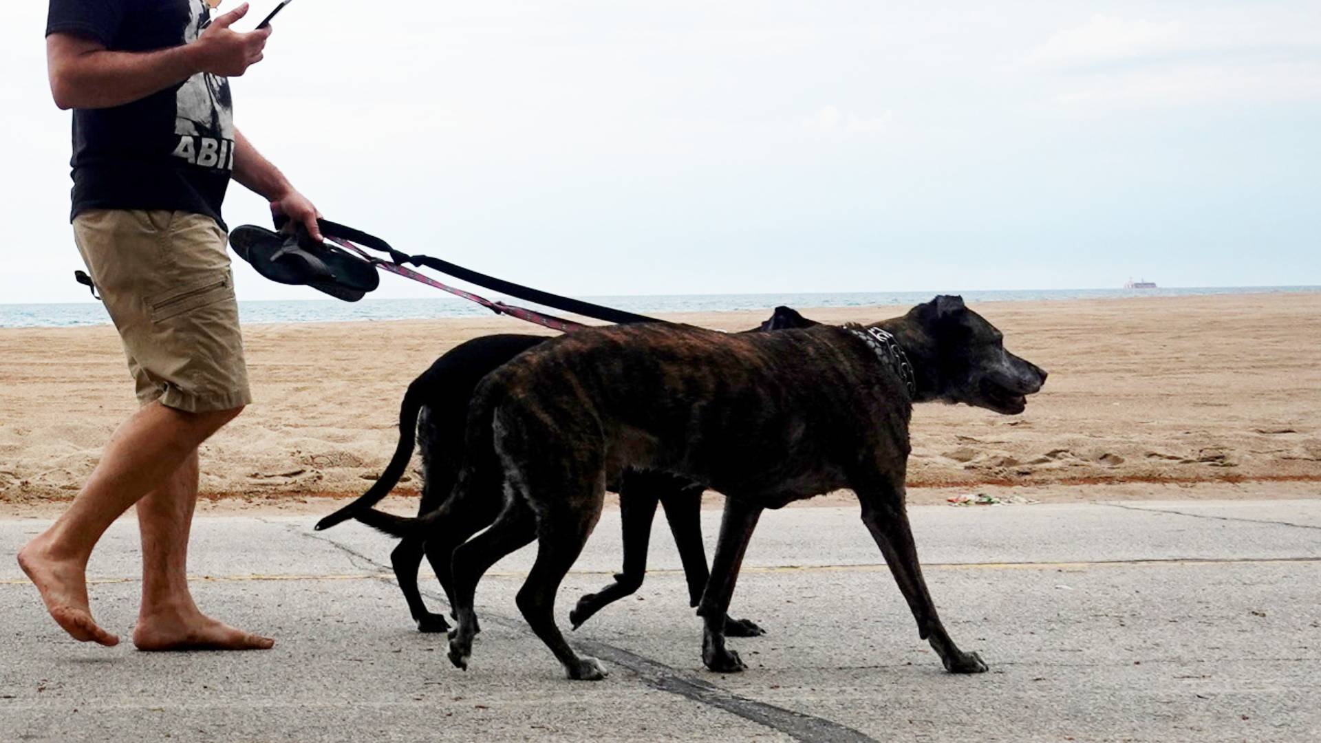 Responsabilidades de dueños de perros en Chicago: ¿qué dice la ley si ...