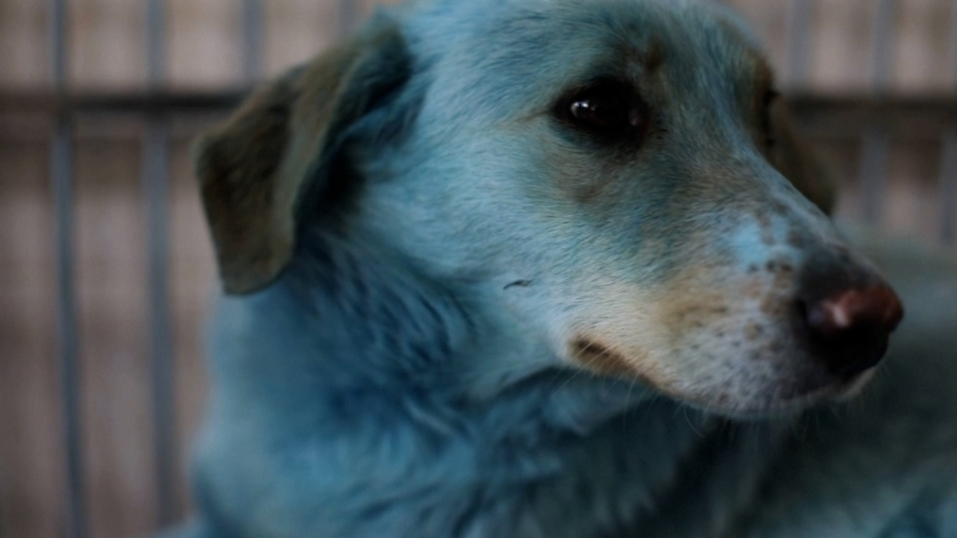 Perros azules fueron encontrados en Rusia cerca de una planta química ...