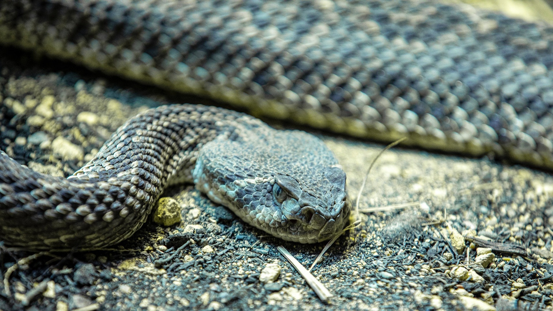 Aumenta el avistamiento de serpientes en Arizona | Tu Ciudad Edicion ...