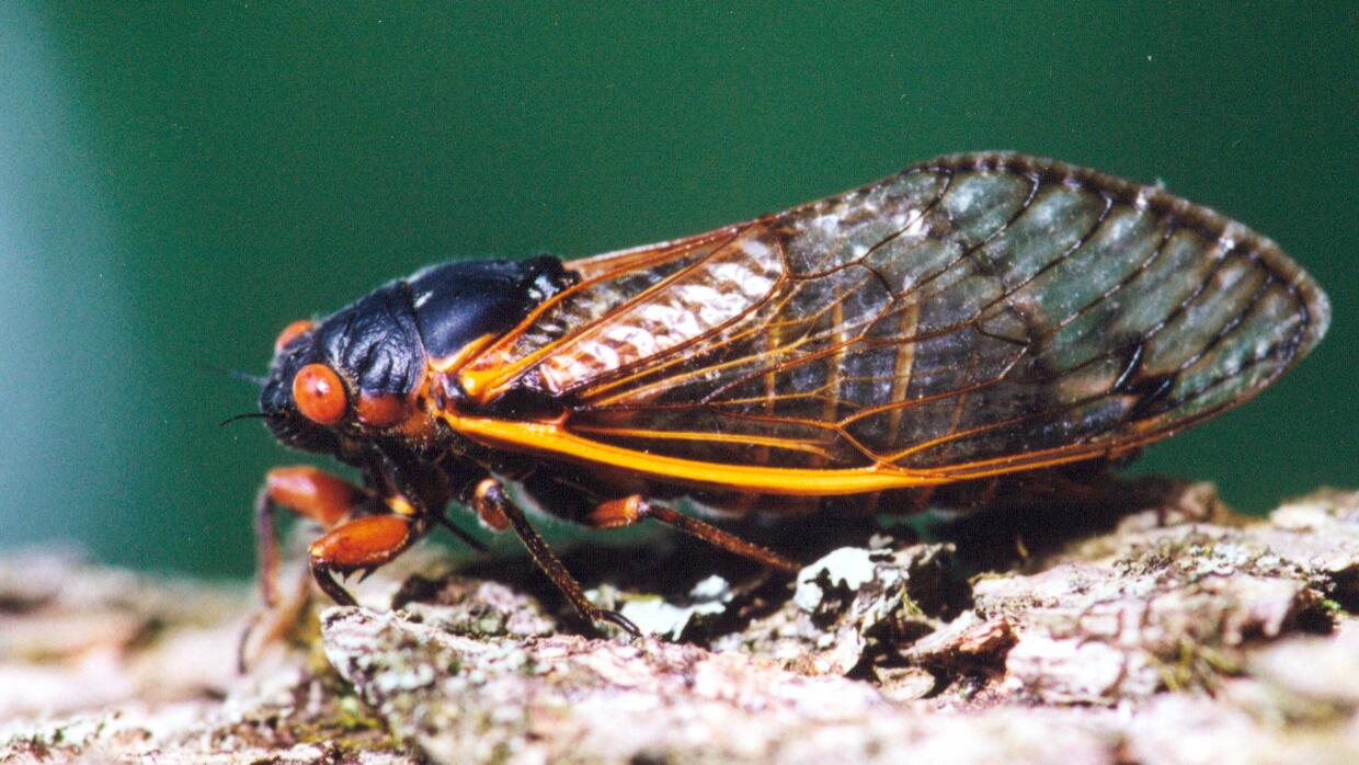 Diez curiosidades poco conocidas sobre las cigarras que van a inundar ...