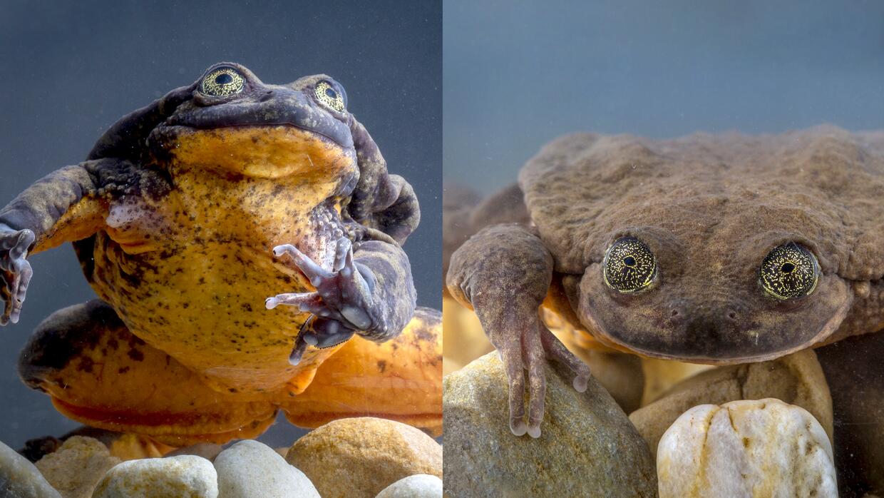 Romeo ya tiene a su Julieta: encuentran pareja a "la rana más sola del ...