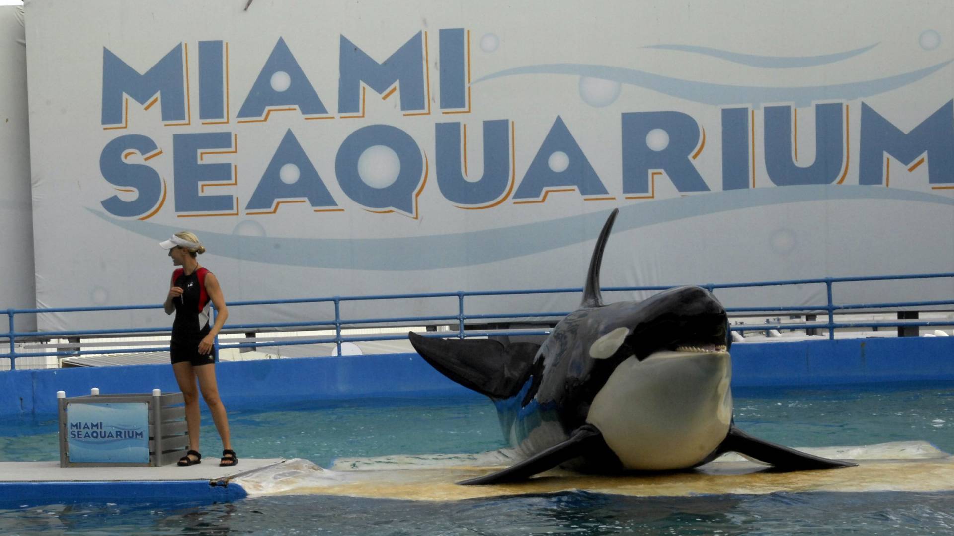 Posible cierre del Miami Seaquarium tras denuncias de descuido de ...