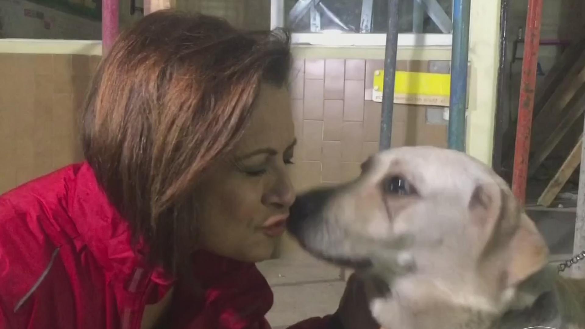 MAC se conmueve al hablar de la muerte de Frida, la perrita rescatista ...