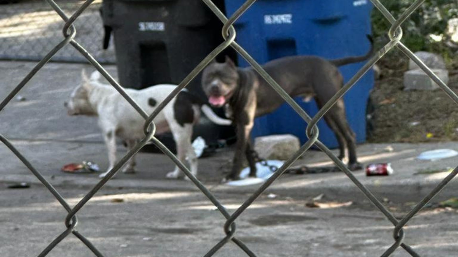 No hay denuncias contra los perros del ataque mortal a Ramón Nájera en ...
