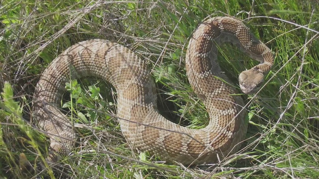 Lo que debes hacer durante la temporada de serpientes en California ...