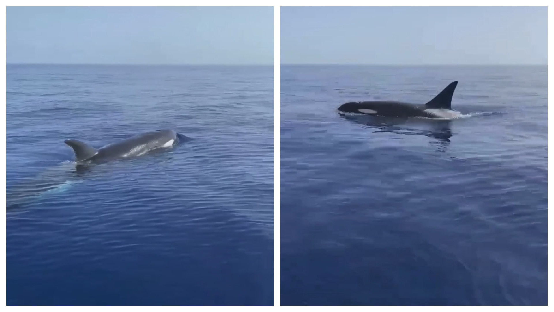 Manada de orcas se acerca a bote de pescadores cerca de los Cayos de ...