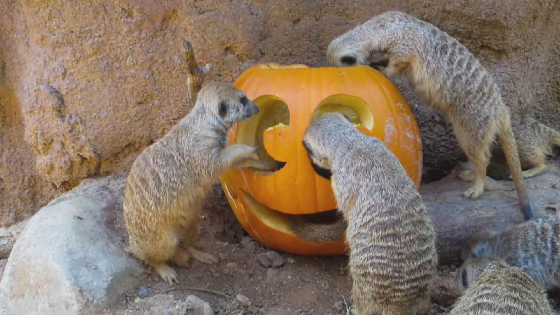 Zoológico de Houston invita a su temporada zoo boo para la diversión de ...