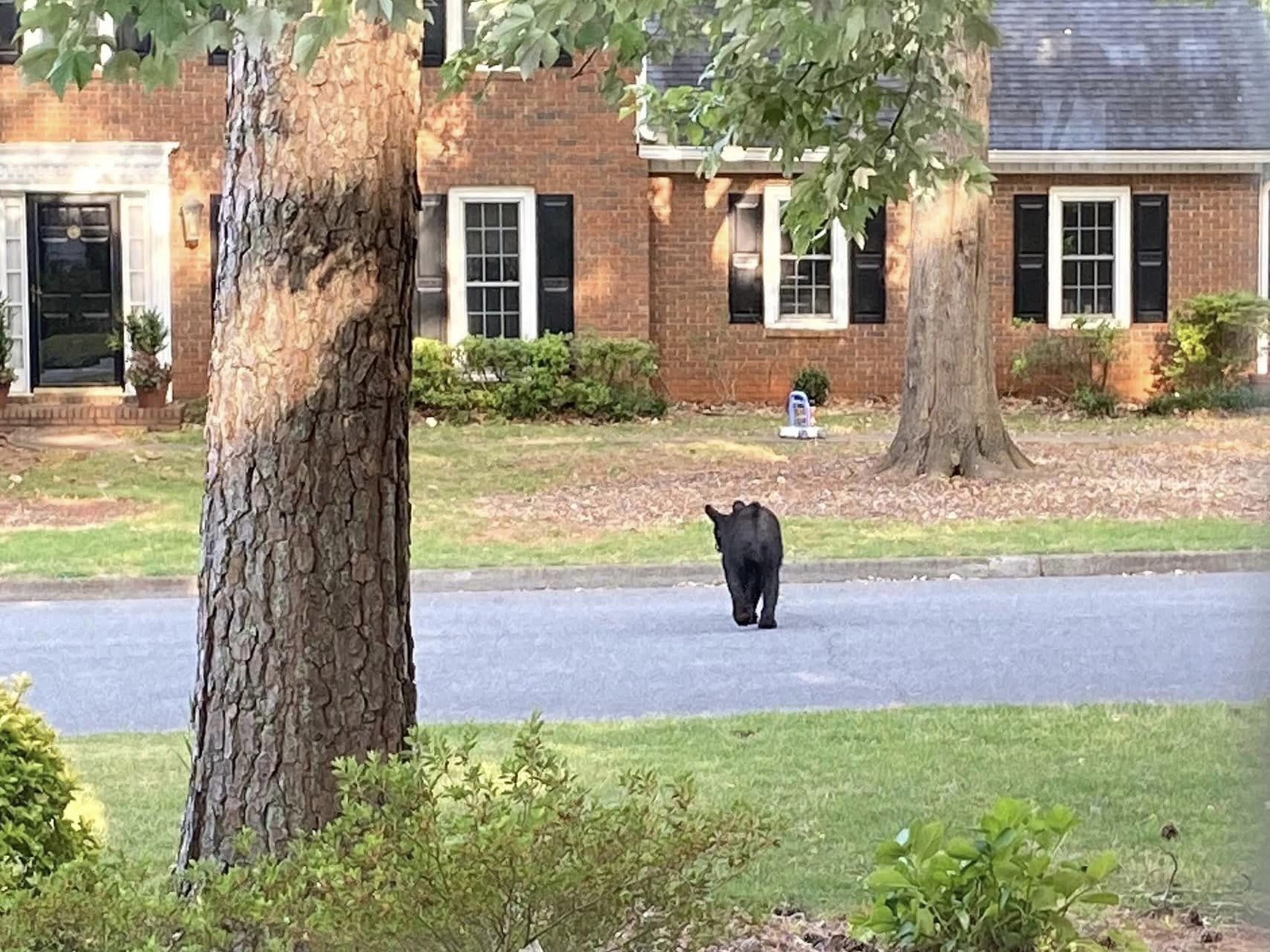 La Policía de Roswell advierte sobre la presencia de osos en Metro ...