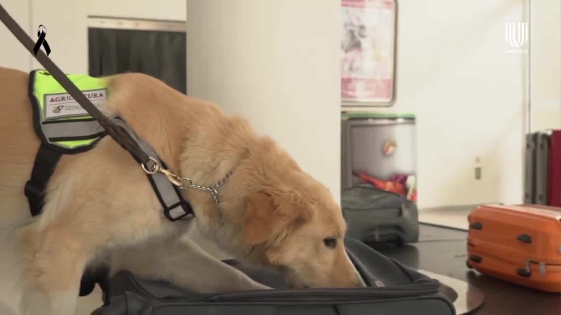 Más mascotas que humanos: Sachi Tamashiro muestra cómo es el ...