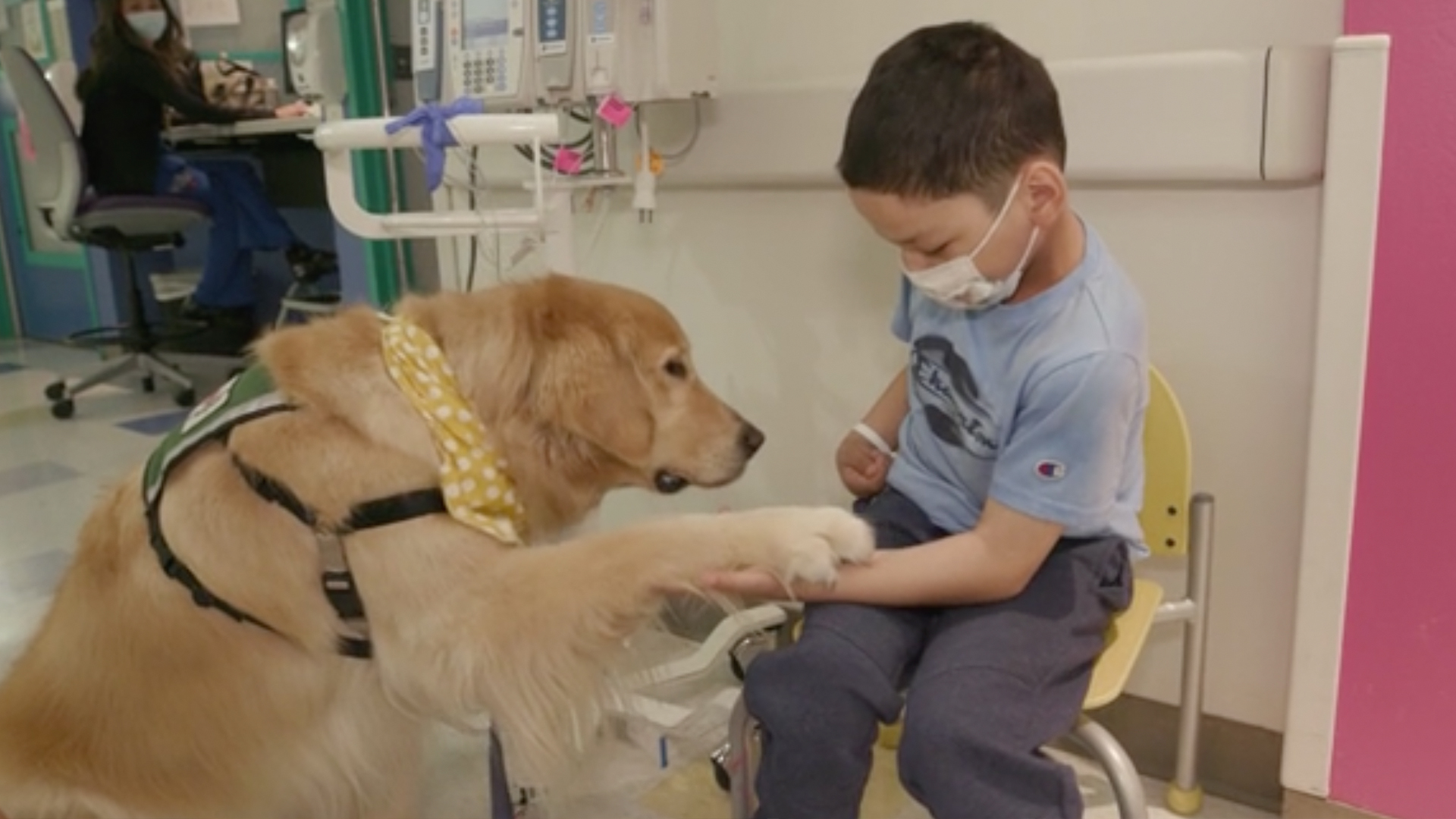 Perros de servicio llegan al hospital de Niños en Texas para crear ...