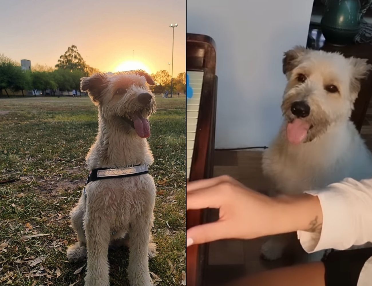 Conoce a Korsy, el perro cantante que se volvió viral | Shows Viral ...