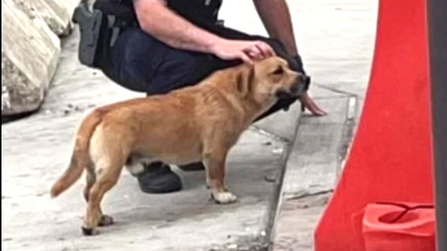 Lomito internacional: perro se vuelve viral por fotos y video cruzando ...