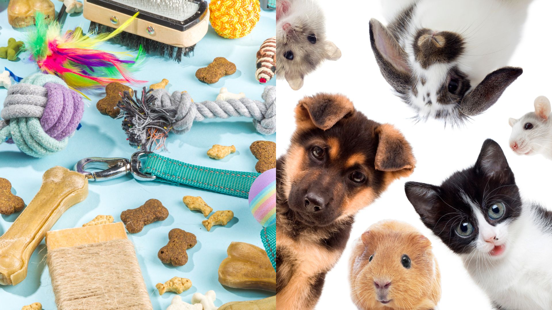 Amazon Pet Day: qué es y qué artículos en descuento debes comprar para ...