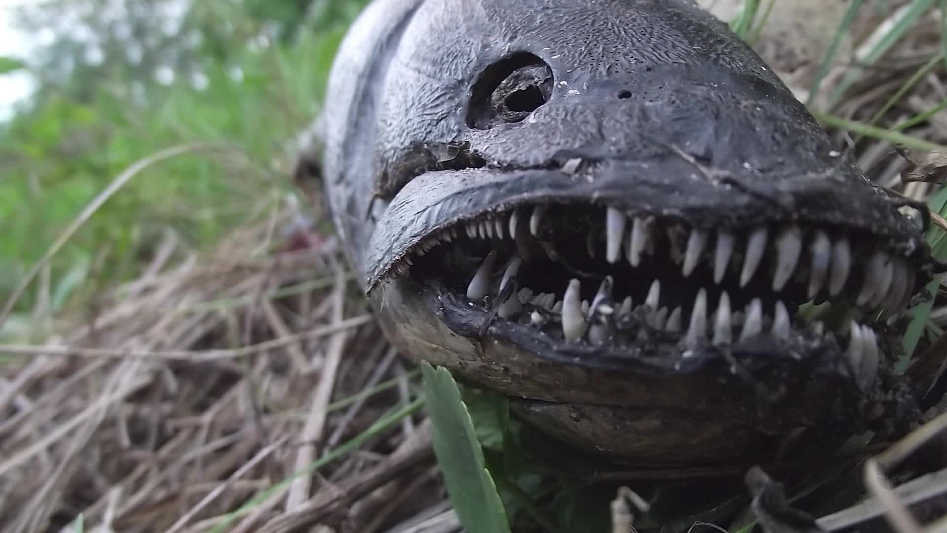 Encuentran un extraño pez muerto en un río de Florida: muchos quieren ...