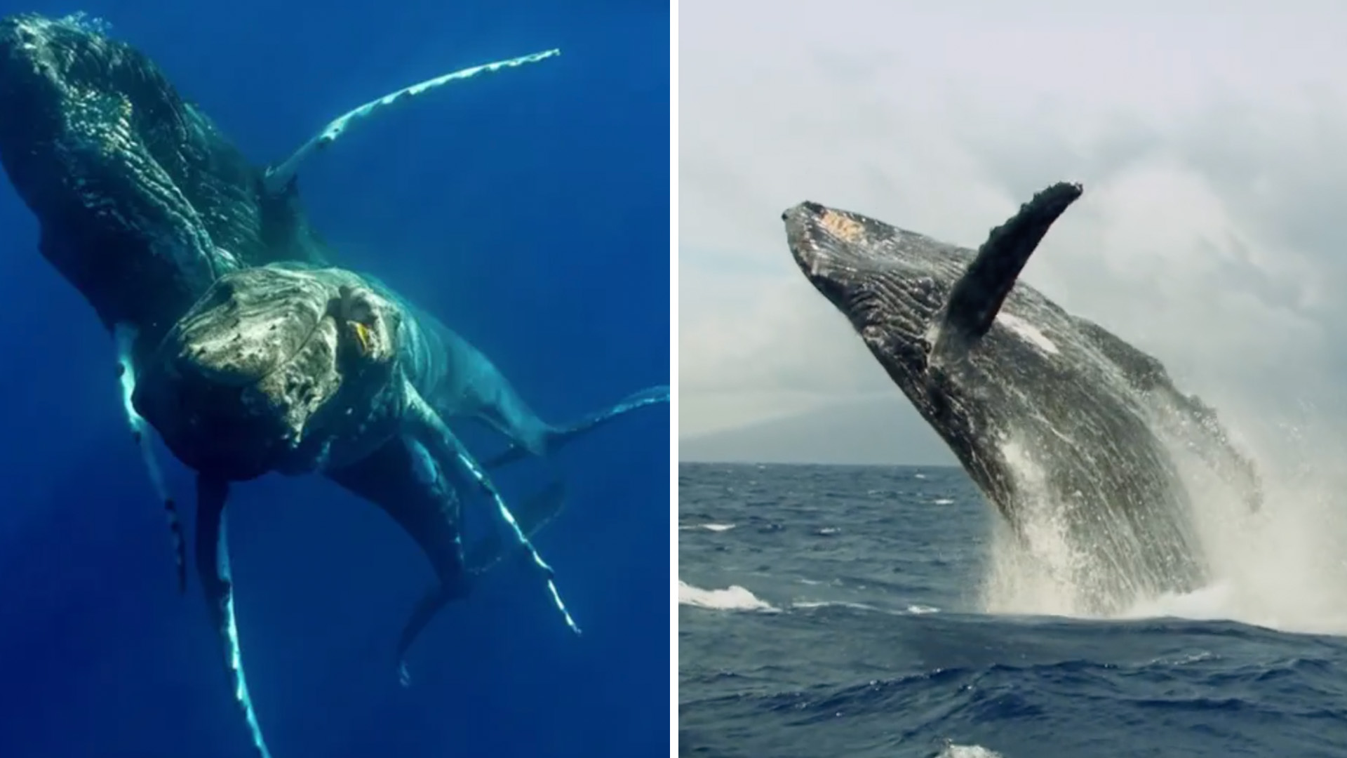 Ballenas jorobadas con captadas apareándose por primera vez, pero ambas eran machos: historia ...