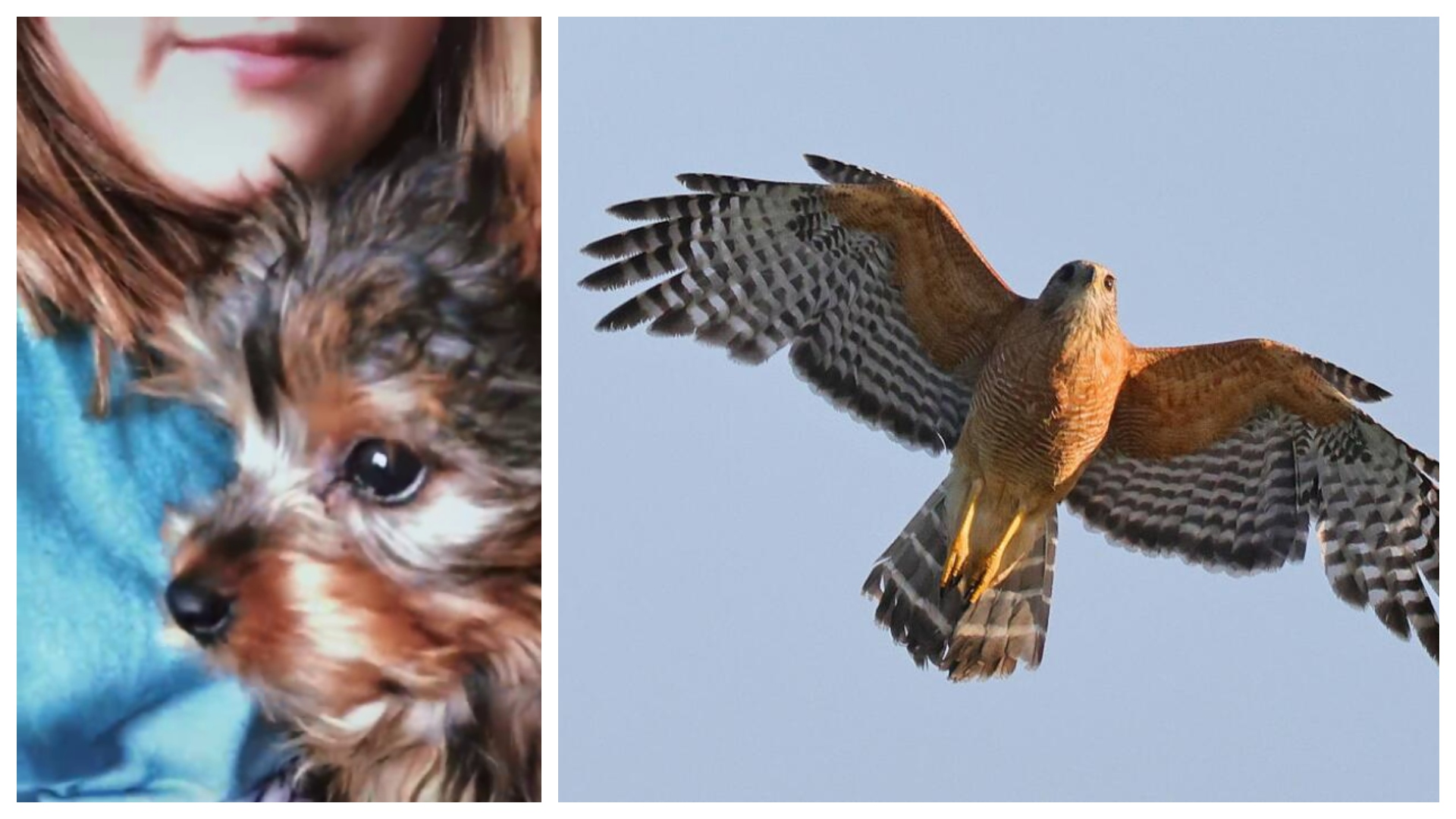 Halcón caza y se lleva un perrito yorkie, Jack, del patio de una casa ...