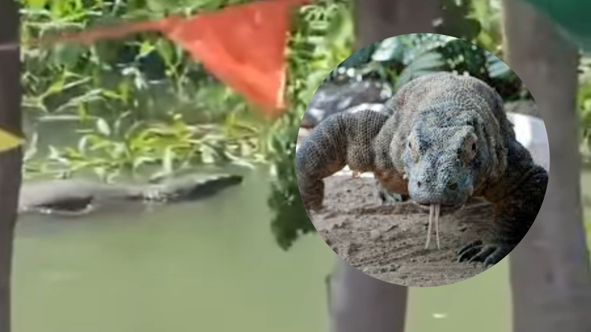 Desmienten avistamiento de dragón de Komodo en Fajardo: era un lagarto ...