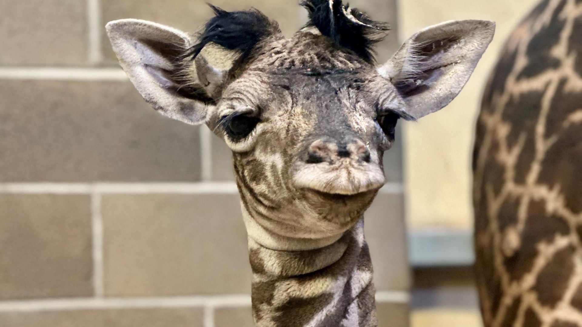 Conoce a la jirafa bebé de Shani, la nueva integrante del Zoológico de ...