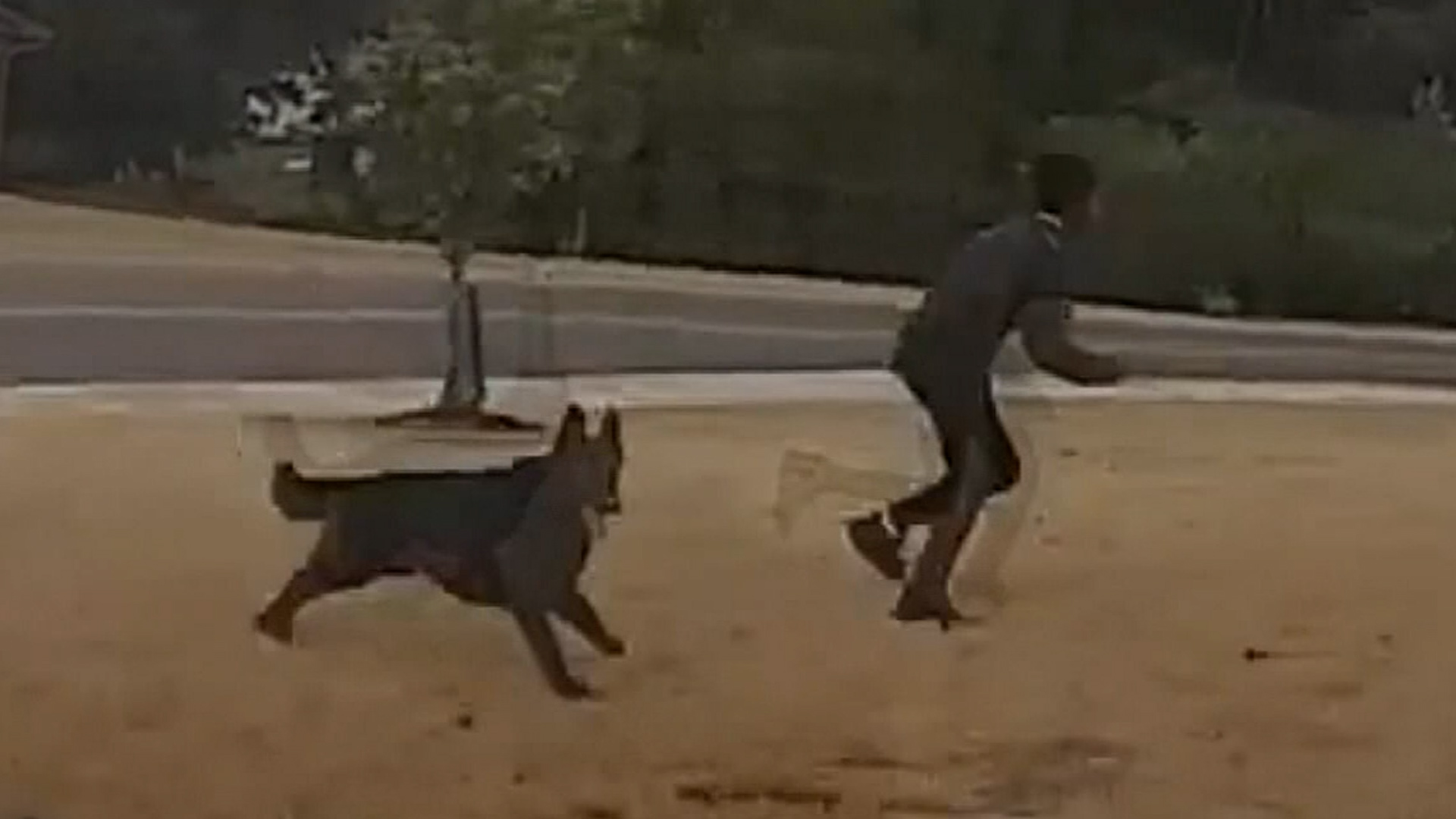 El momento en que un perro ayuda a la policía a detener a un sospechoso ...