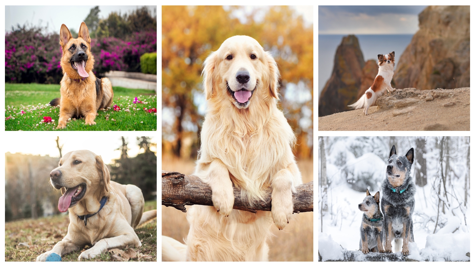 Las razas de perros más inteligentes | Shows Primer Impacto | Univision