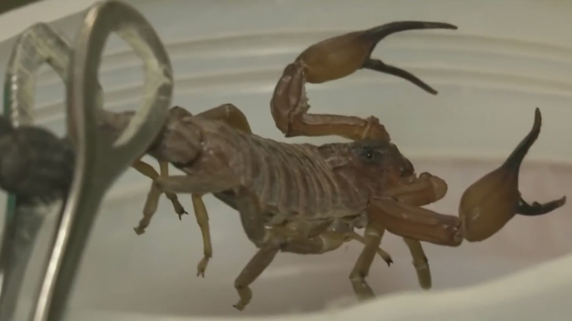 En Cuba utilizan el veneno del escorpión azul para elaborar ...