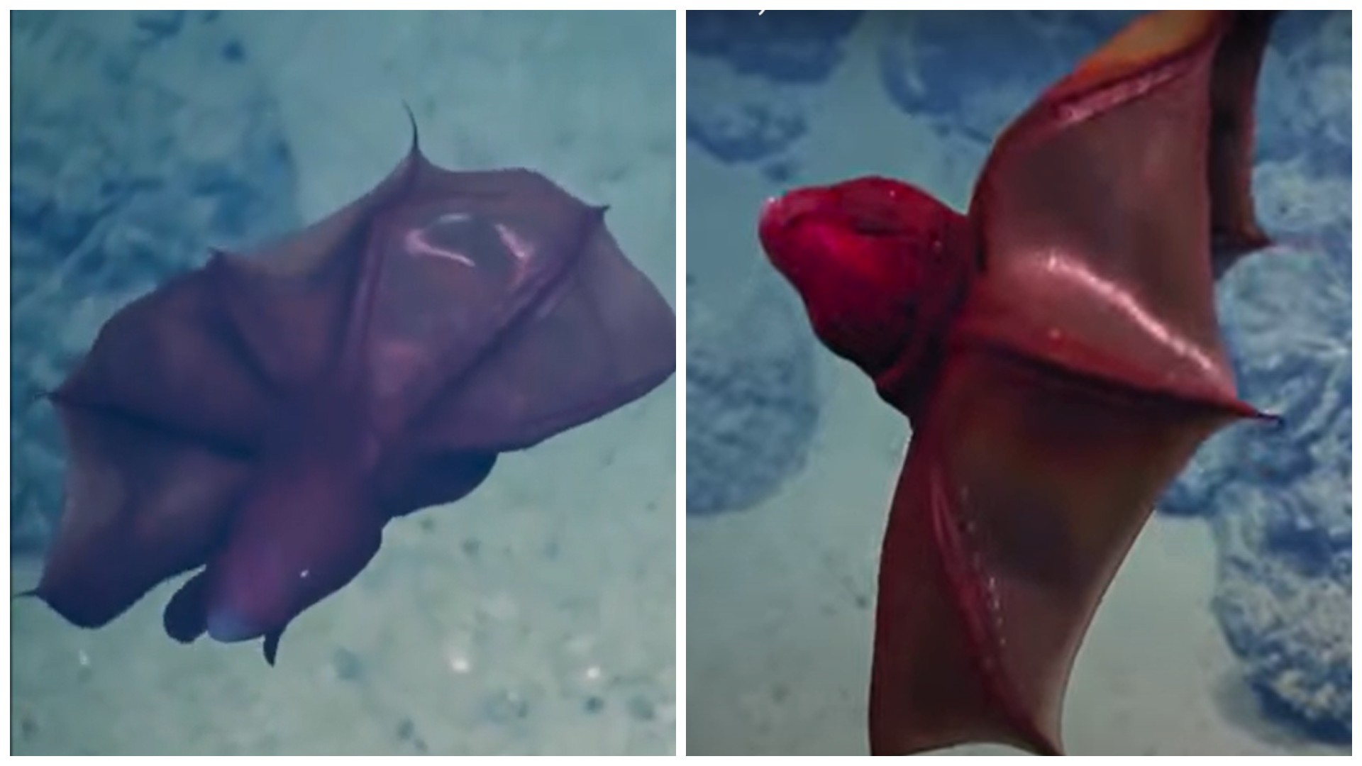 Encuentran aterrador calamar "del infierno" y el video causa terror en ...